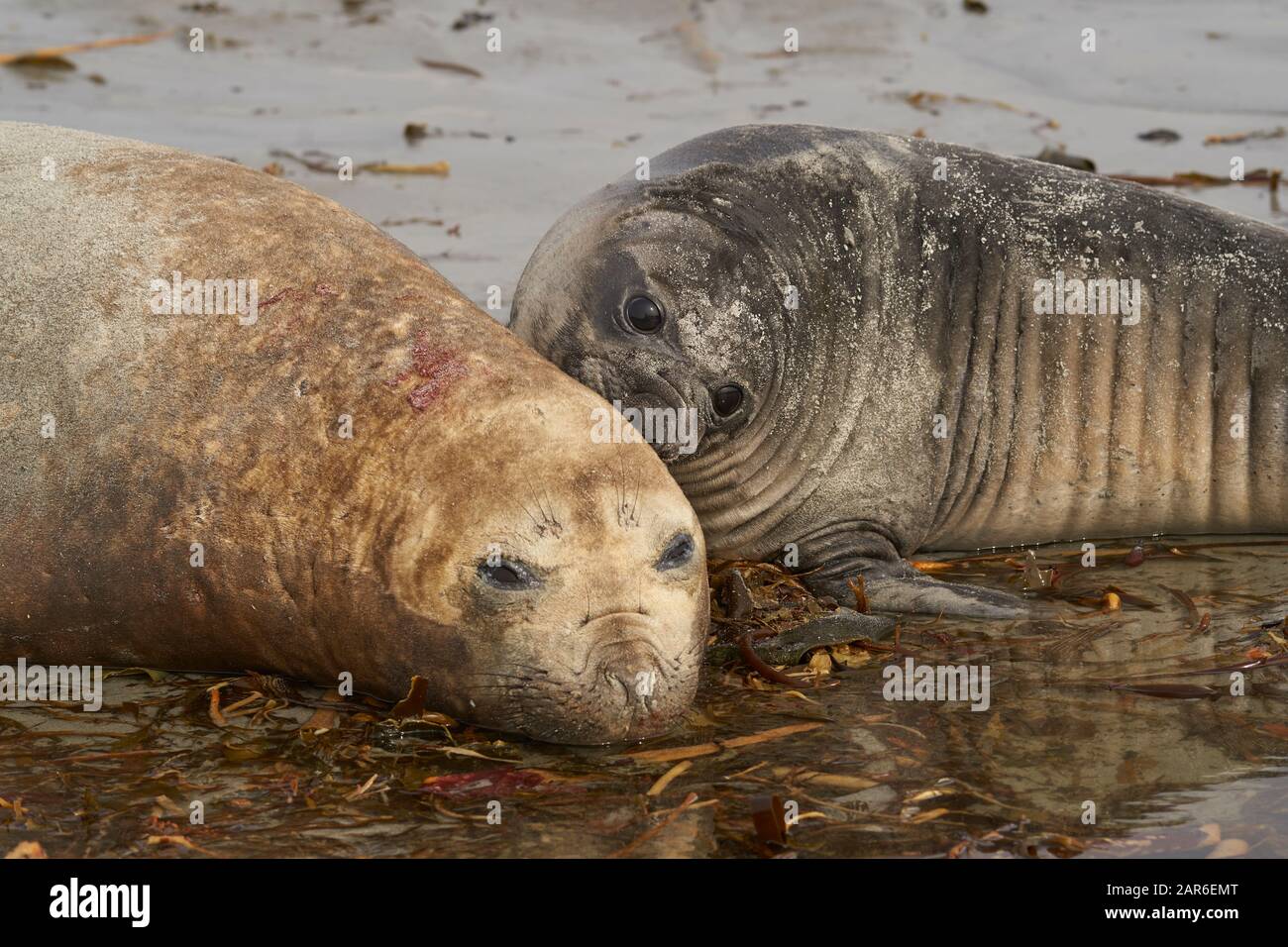 Baby elephant seal in water hi-res stock photography and images - Alamy
