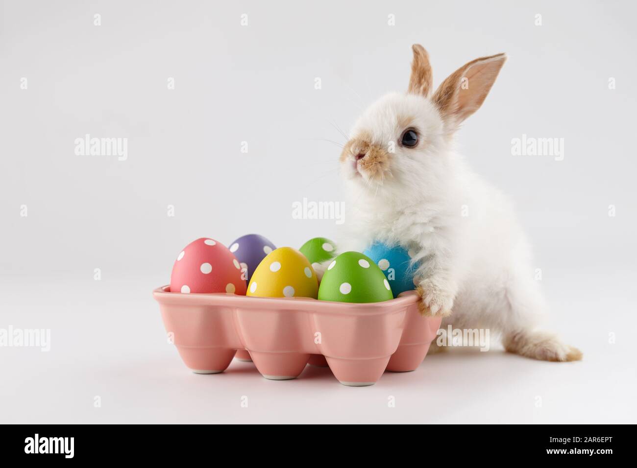 Rabbit eggs hi-res stock photography and images - Alamy
