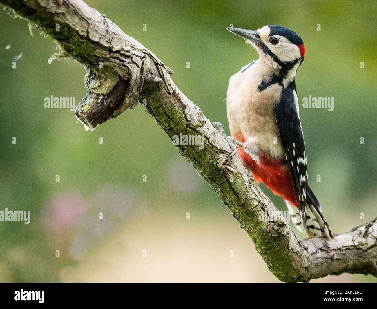 The Great Spotted Woodpecker (Dendrocopos major Stock Photo - Alamy