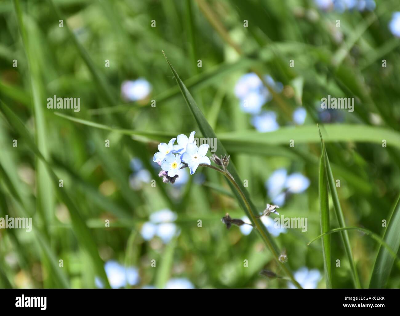 Gorgeous blue forget-me-nots blooming and flowering in the wild Stock ...