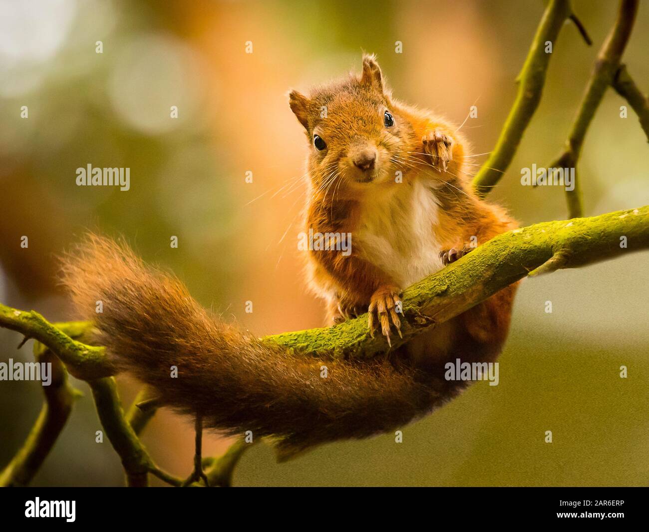 Cute squirrel collecting nuts hi-res stock photography and images - Alamy