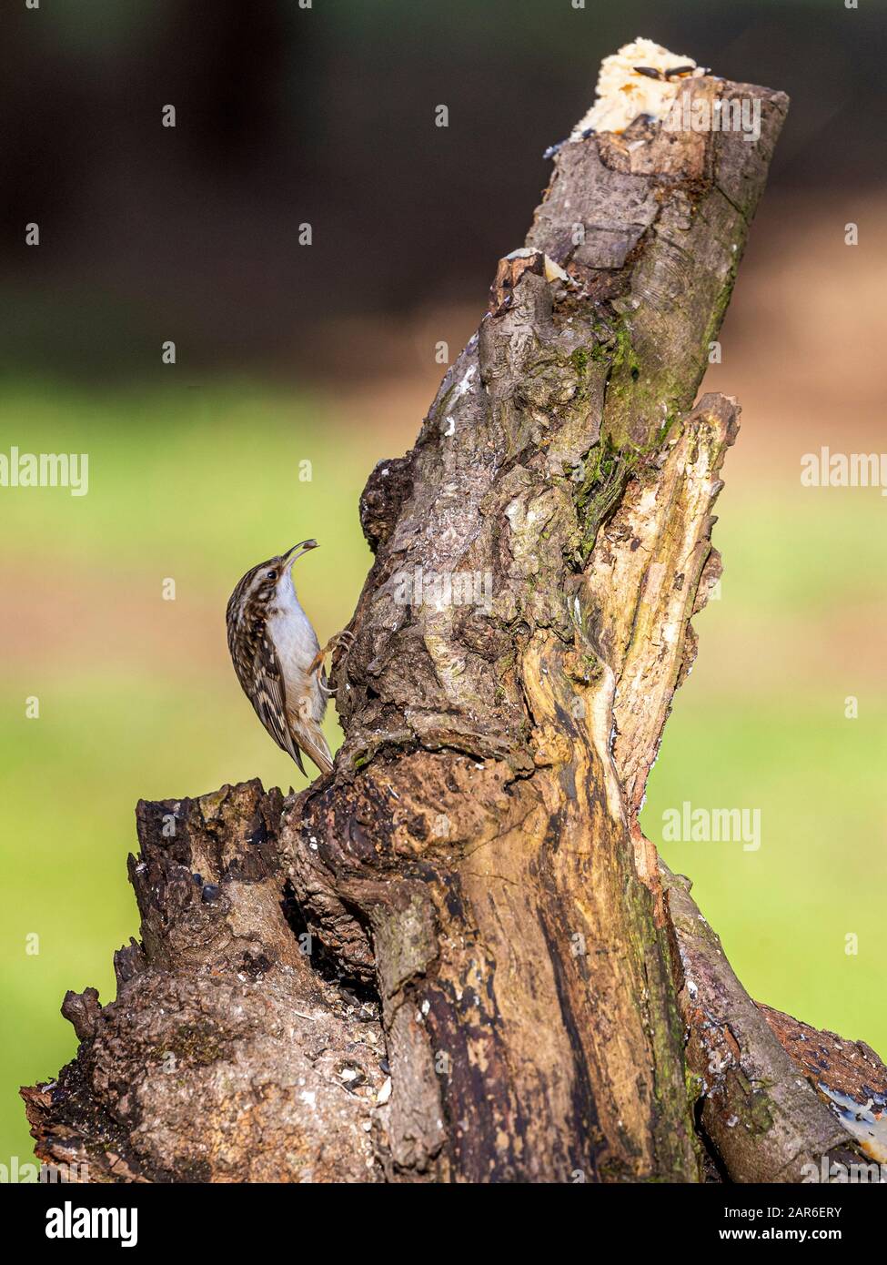 Tree Creeper On A Tree Trunk Stock Photo - Alamy