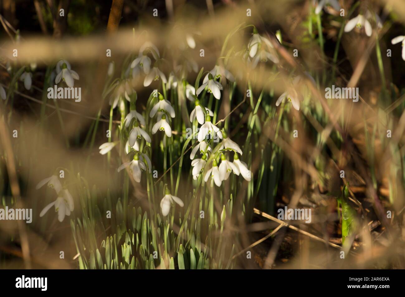 Snowsdrops british isles hi-res stock photography and images - Alamy