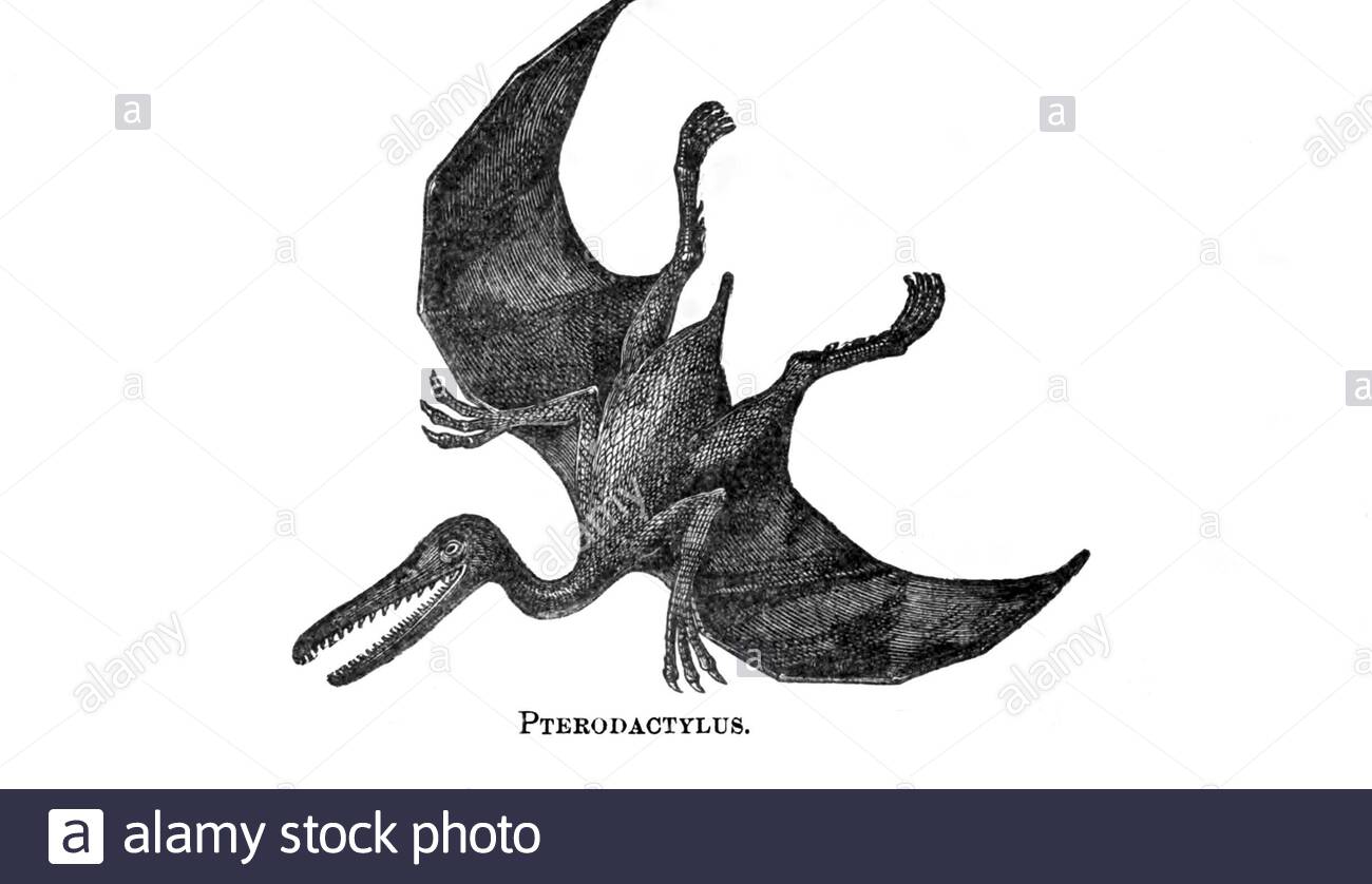 Pterodactyls hi-res stock photography and images - Alamy