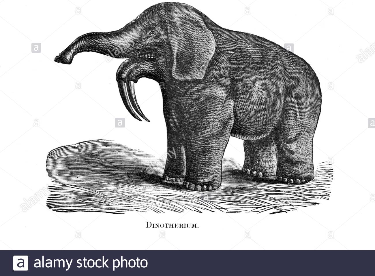 Extinct animals drawing hi-res stock photography and images - Alamy