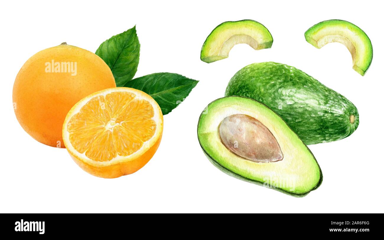 Avocado orange fruit set watercolor isolated on white background Stock ...