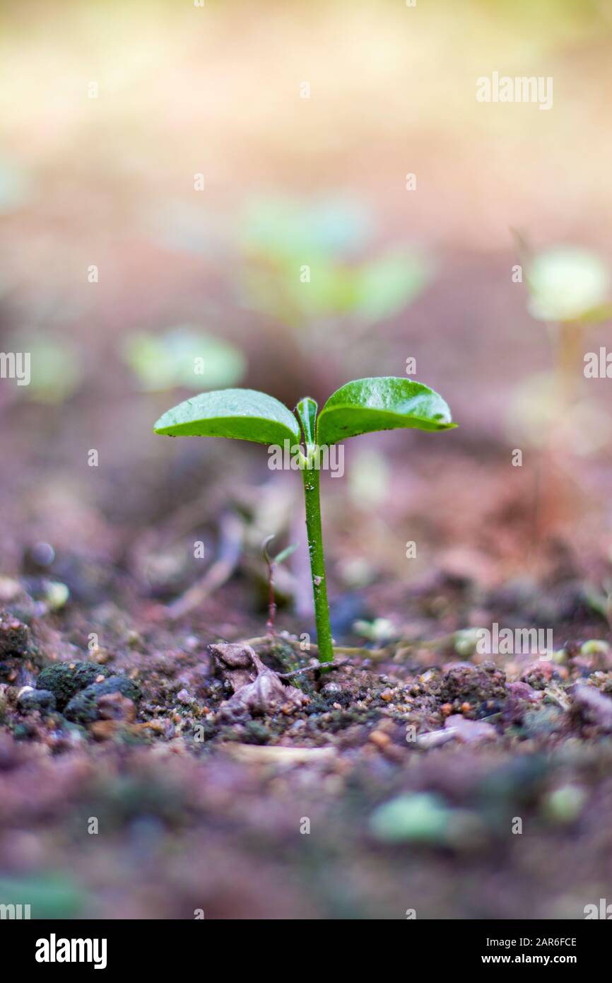 young plant in soil Stock Photo - Alamy
