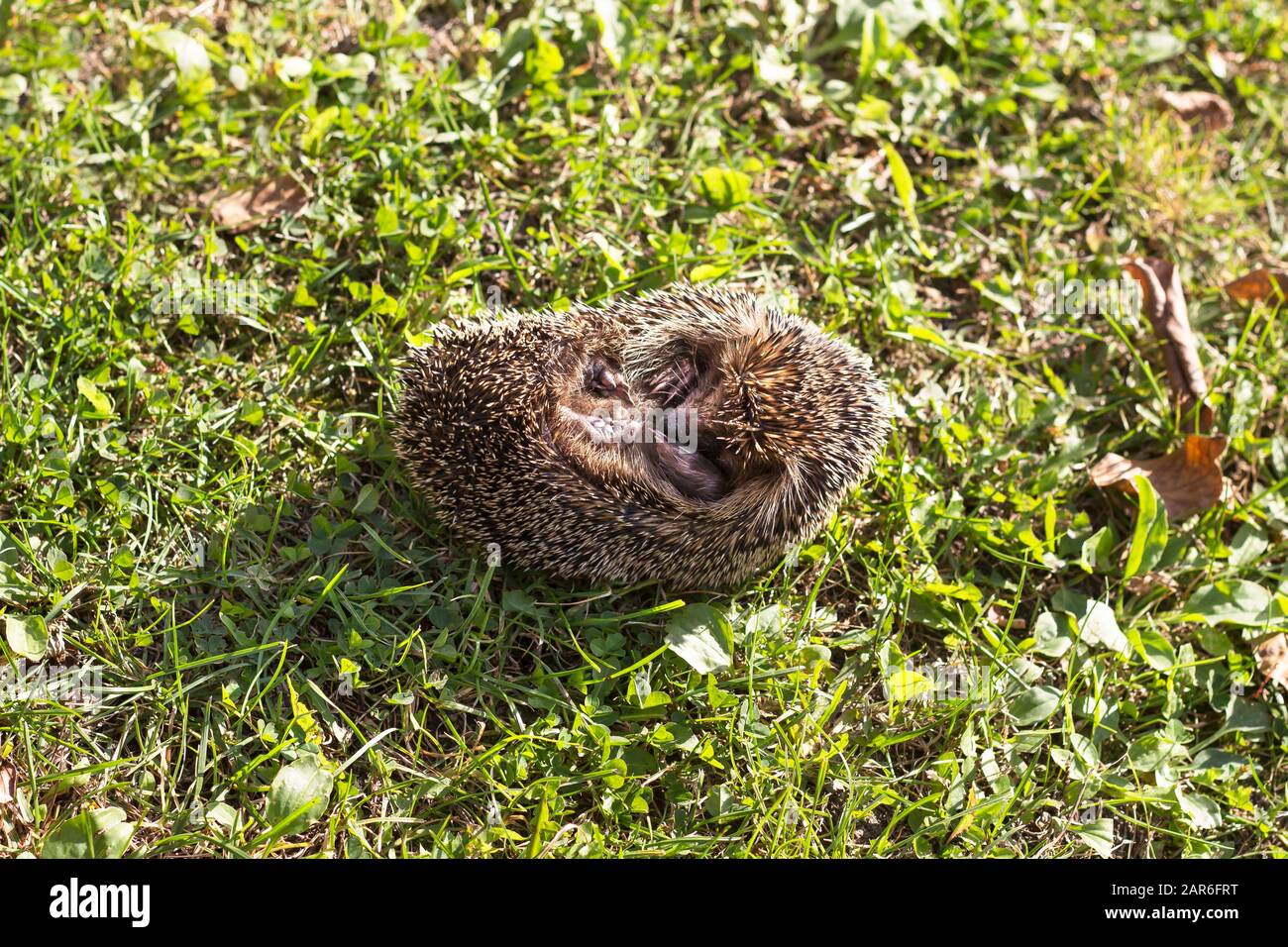 Hedgehog rolled into ball hi-res stock photography and images - Alamy
