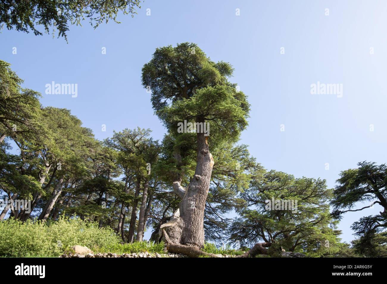 Cedars of god nature reserve hi-res stock photography and images - Alamy