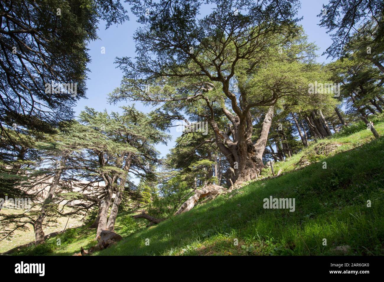 Cedars Of God
