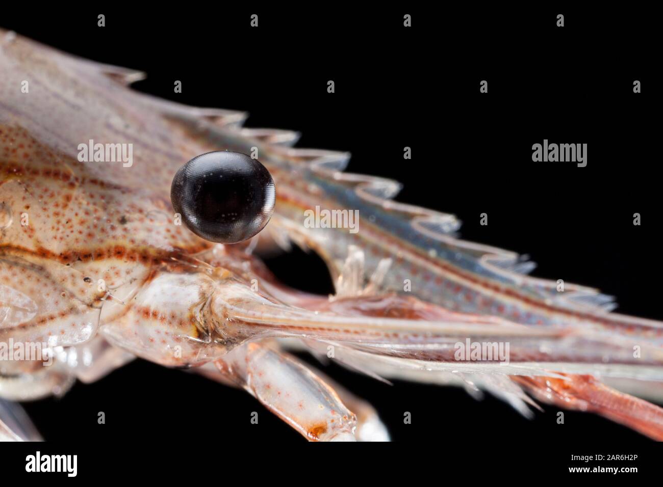 A close-up of the eye and head of a raw Common Prawn, Palaemon serratus ...