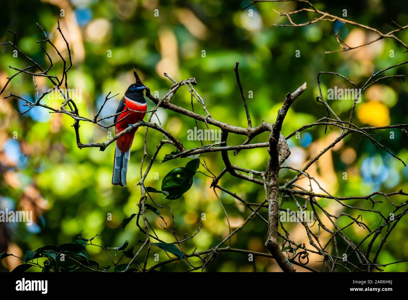 Malabar Trogon at Arippa forest range in Kerala Stock Photo - Alamy
