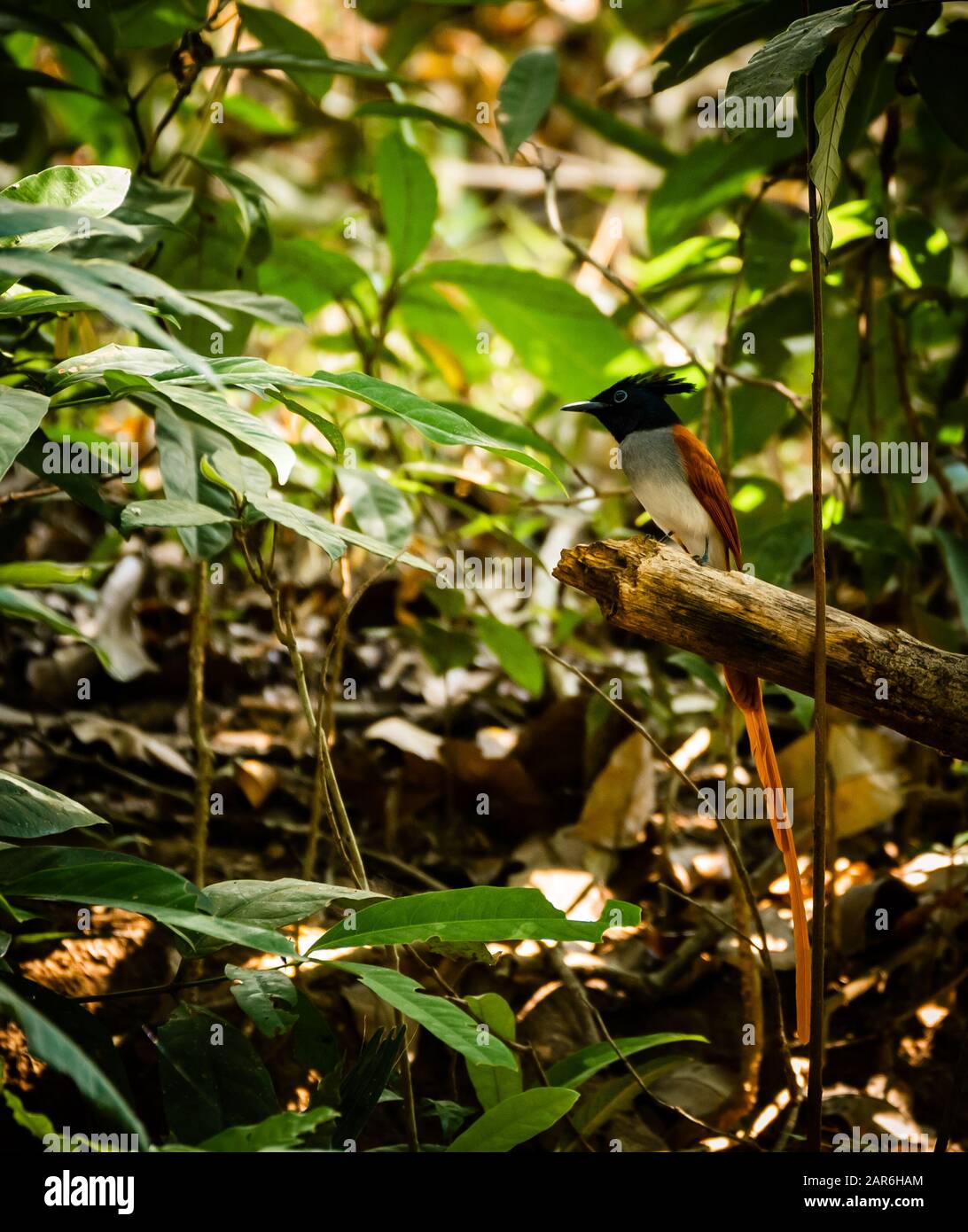 An indian paradise hi-res stock photography and images - Alamy