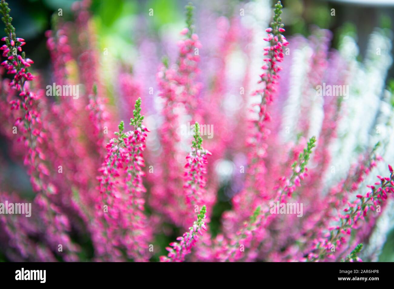 Colorful Calluna vulgaris macro, red white and purple calluna plants ...