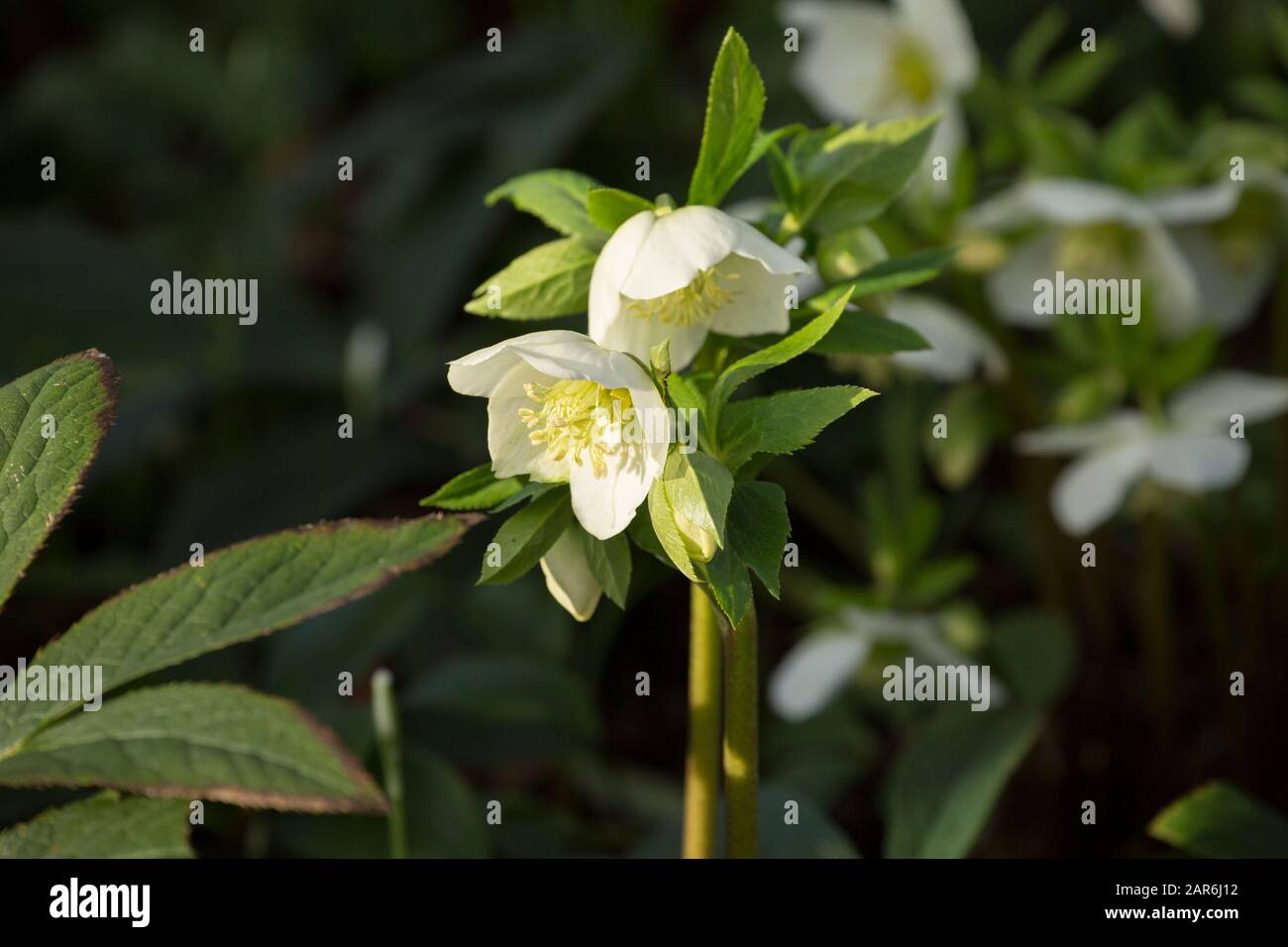 Hellebore january flowering hi-res stock photography and images - Alamy