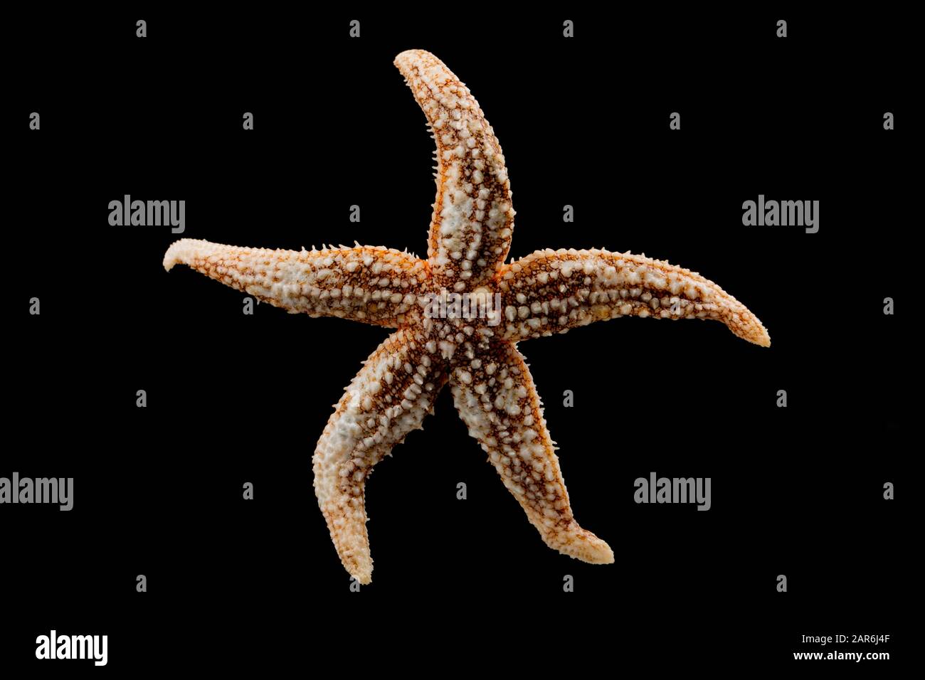 A Common starfish, Asterias rubens, photographed on a black background ...