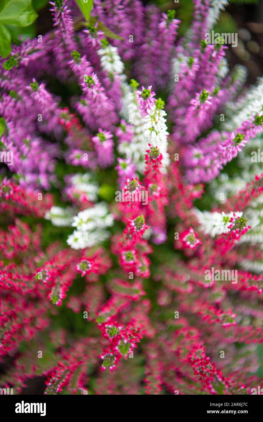 Calluna vulgaris multicolor hi-res stock photography and images - Alamy