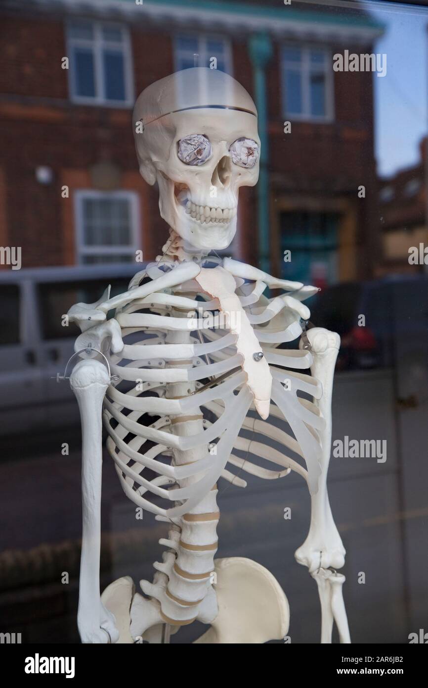 Skeletal structure hi-res stock photography and images - Alamy