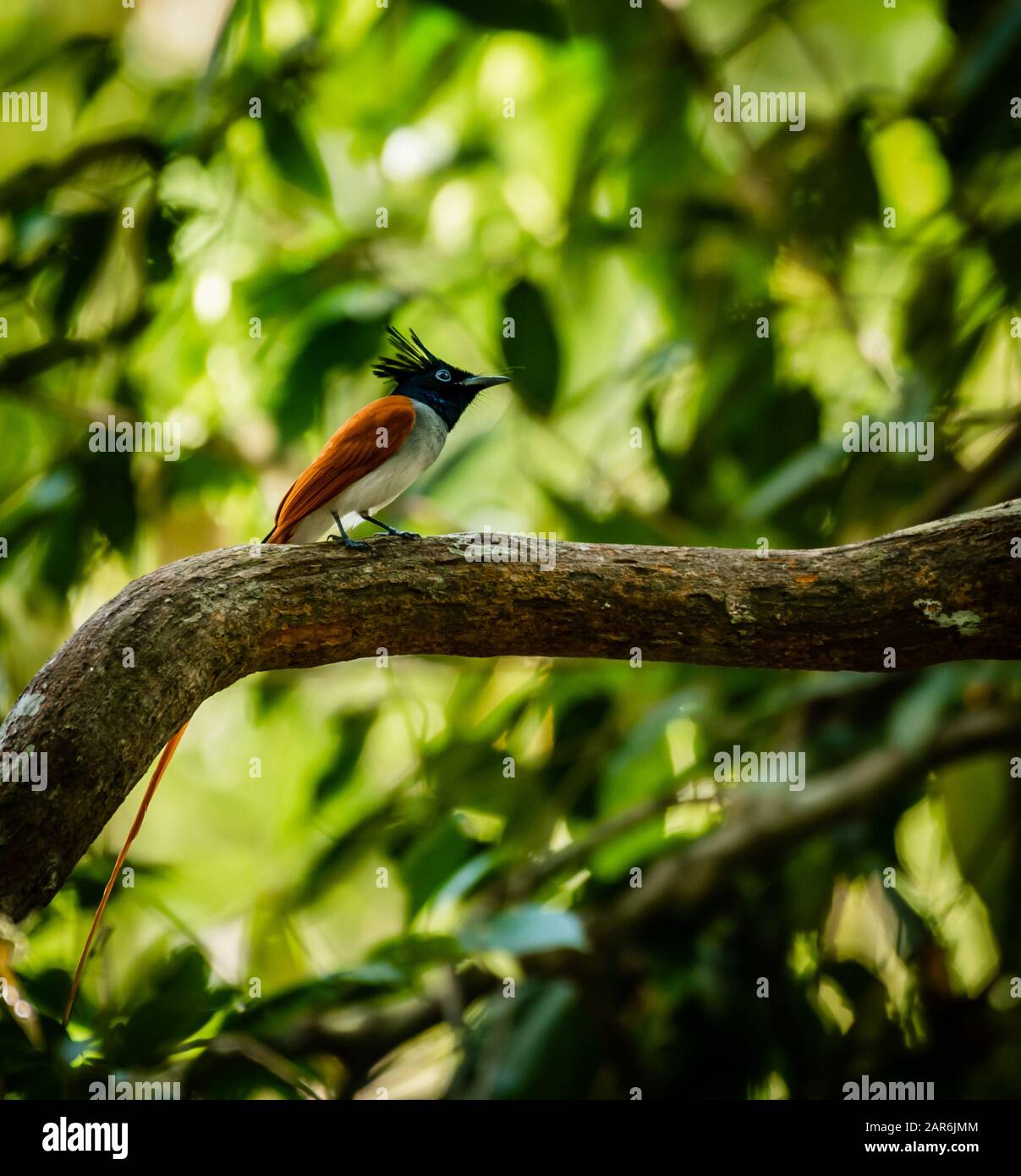 Indian forest green nature hi-res stock photography and images - Alamy