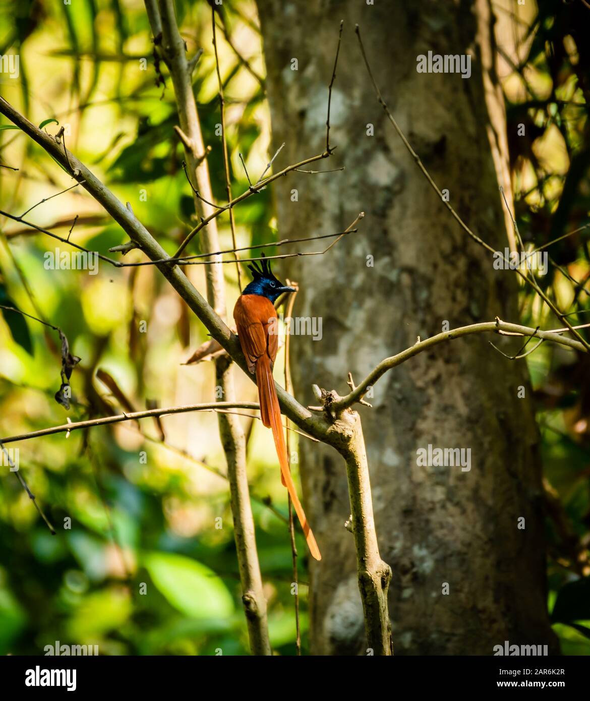 Indian Paradise Flycatcher, locally known as Nakamohan, at Arippa ...