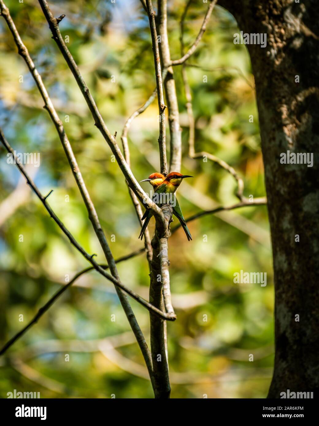 Bee eater at Arippa Forest Range Stock Photo - Alamy
