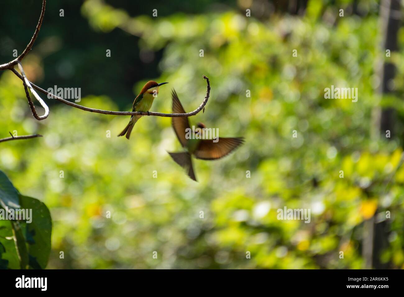 Arippa hi-res stock photography and images - Alamy