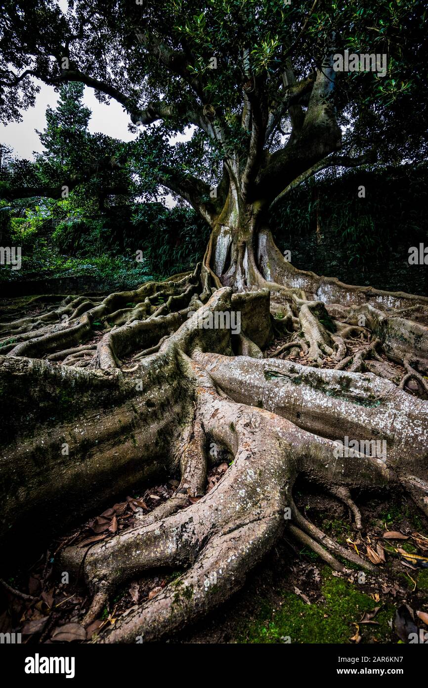 Tree root detail hi-res stock photography and images - Alamy