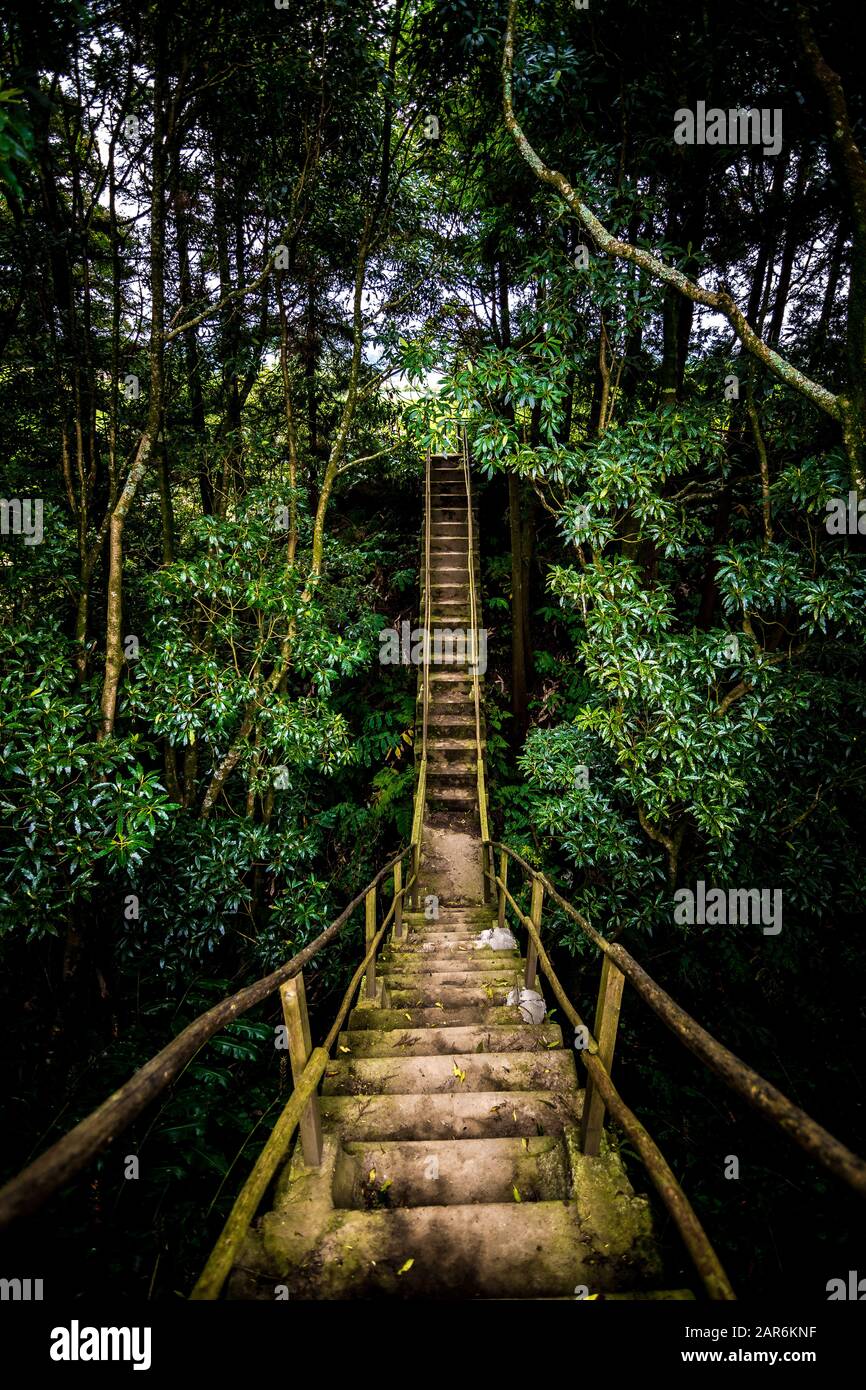 Wood stairs in the middle of the forest Stock Photo - Alamy