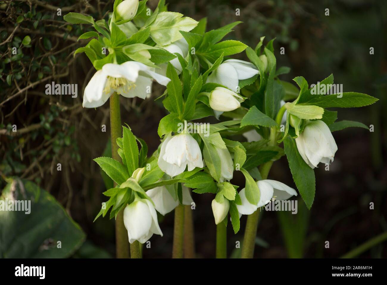 Hellebore january flowering hi-res stock photography and images - Alamy