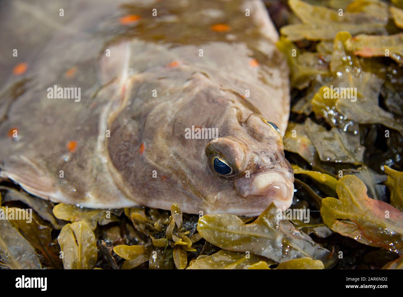 Flatfishes hi-res stock photography and images - Alamy