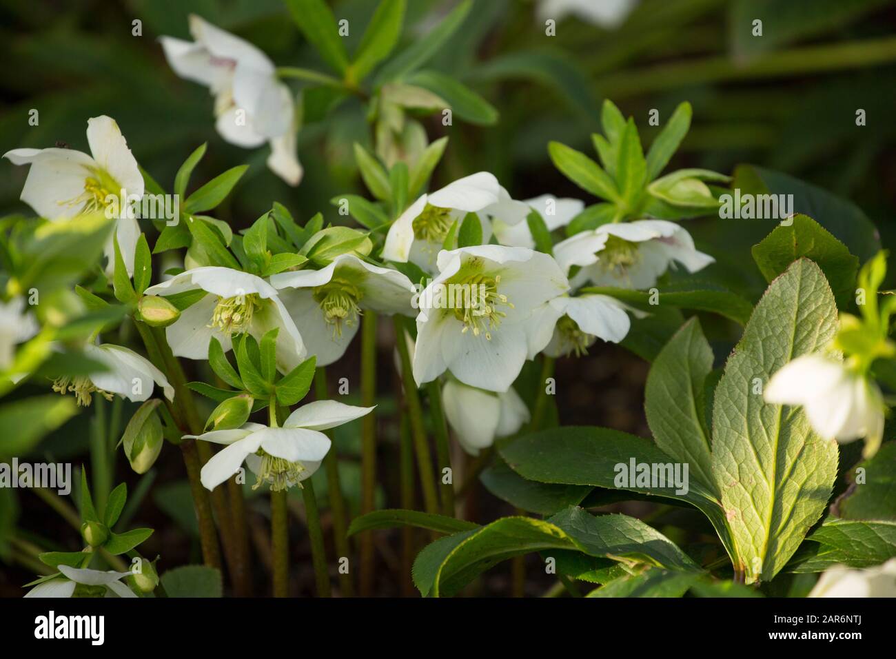Hellebore january flowering hi-res stock photography and images - Alamy