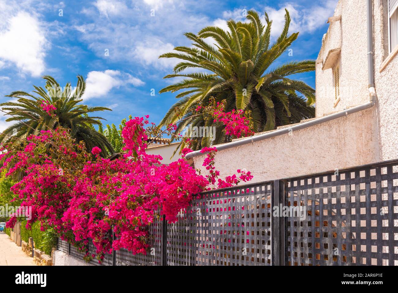 Summer flowers on street in Alcudia town on Majorca island. Spain Stock ...