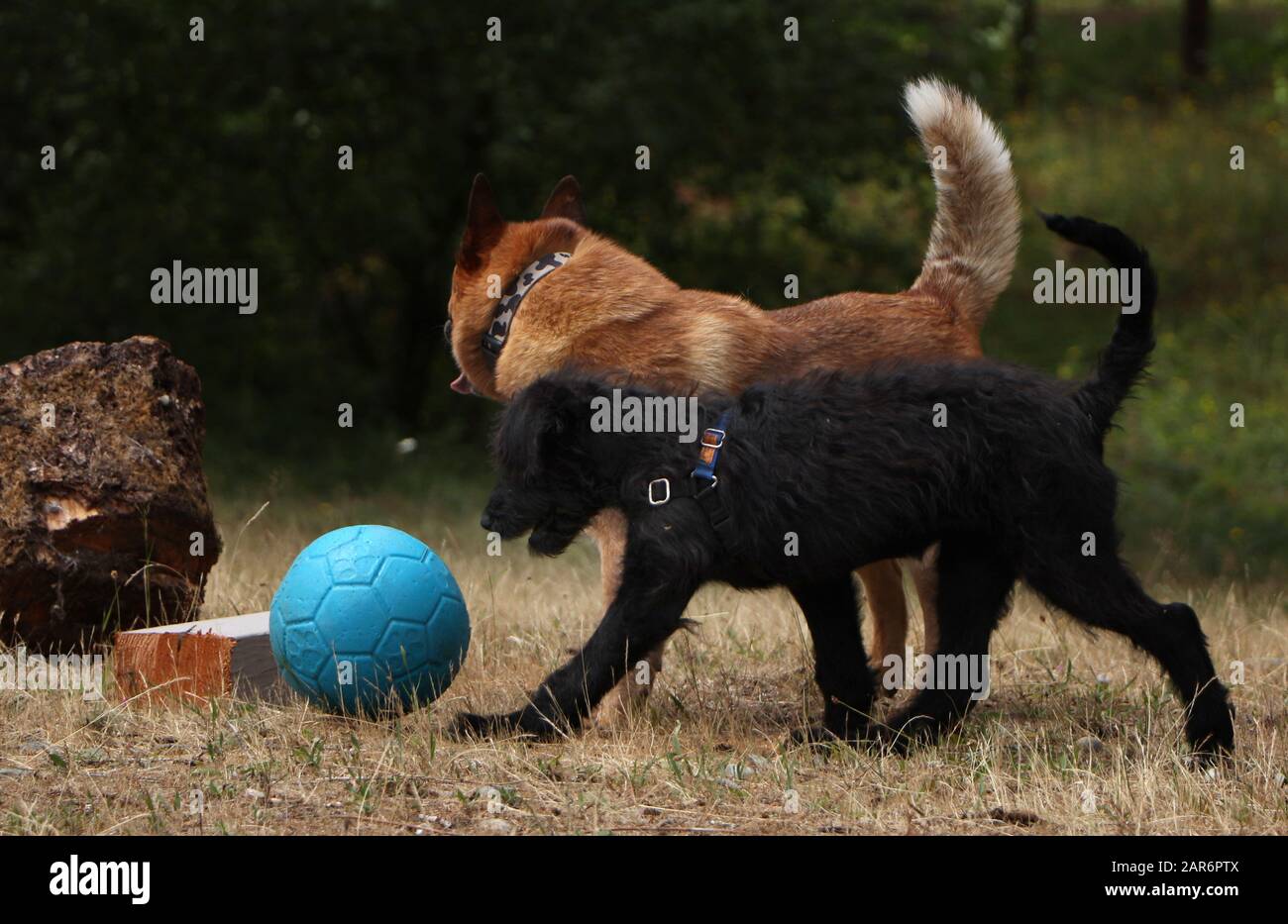 Australian cattle dogs hi-res stock photography and images - Alamy