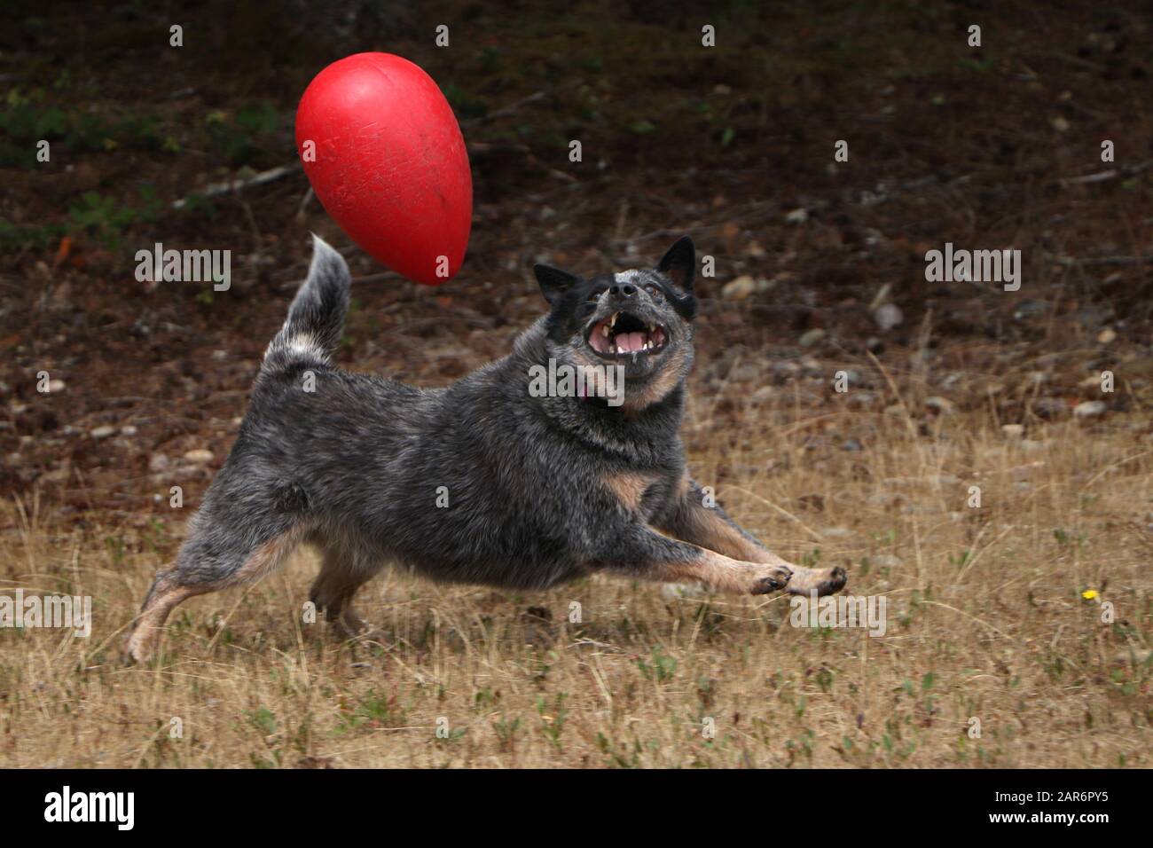 Australian cattle dogs hi-res stock photography and images - Alamy