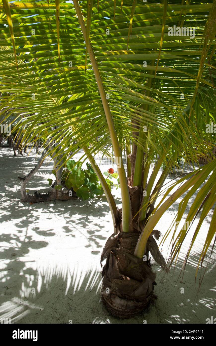 The little palm tree on Roatan Island Mahogany Bay Beach (Honduras ...