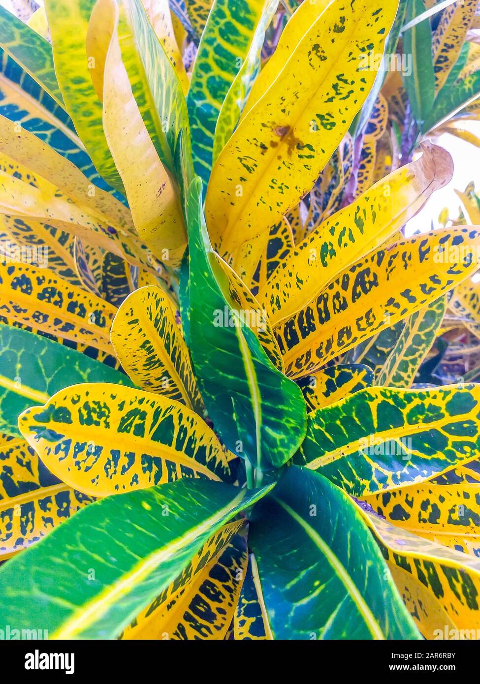 Beautiful color of Croton leaves Stock Photo - Alamy