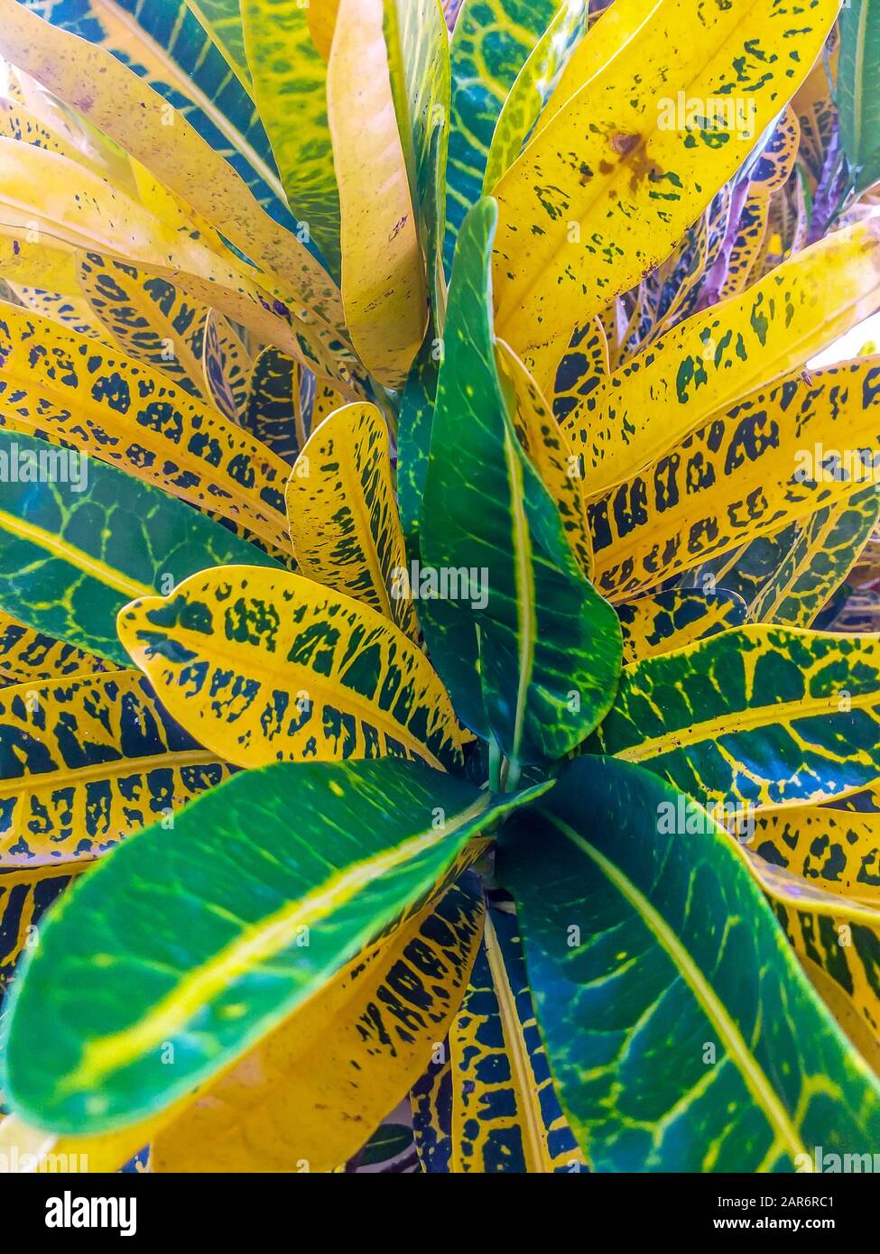 Beautiful color of Croton leaves Stock Photo - Alamy