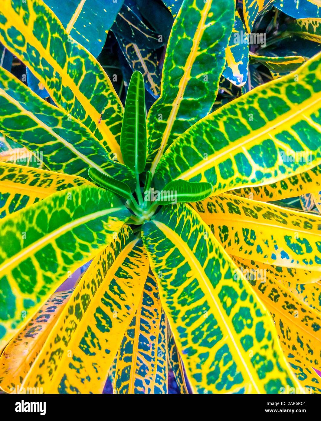 Beautiful color of Croton leaves Stock Photo - Alamy