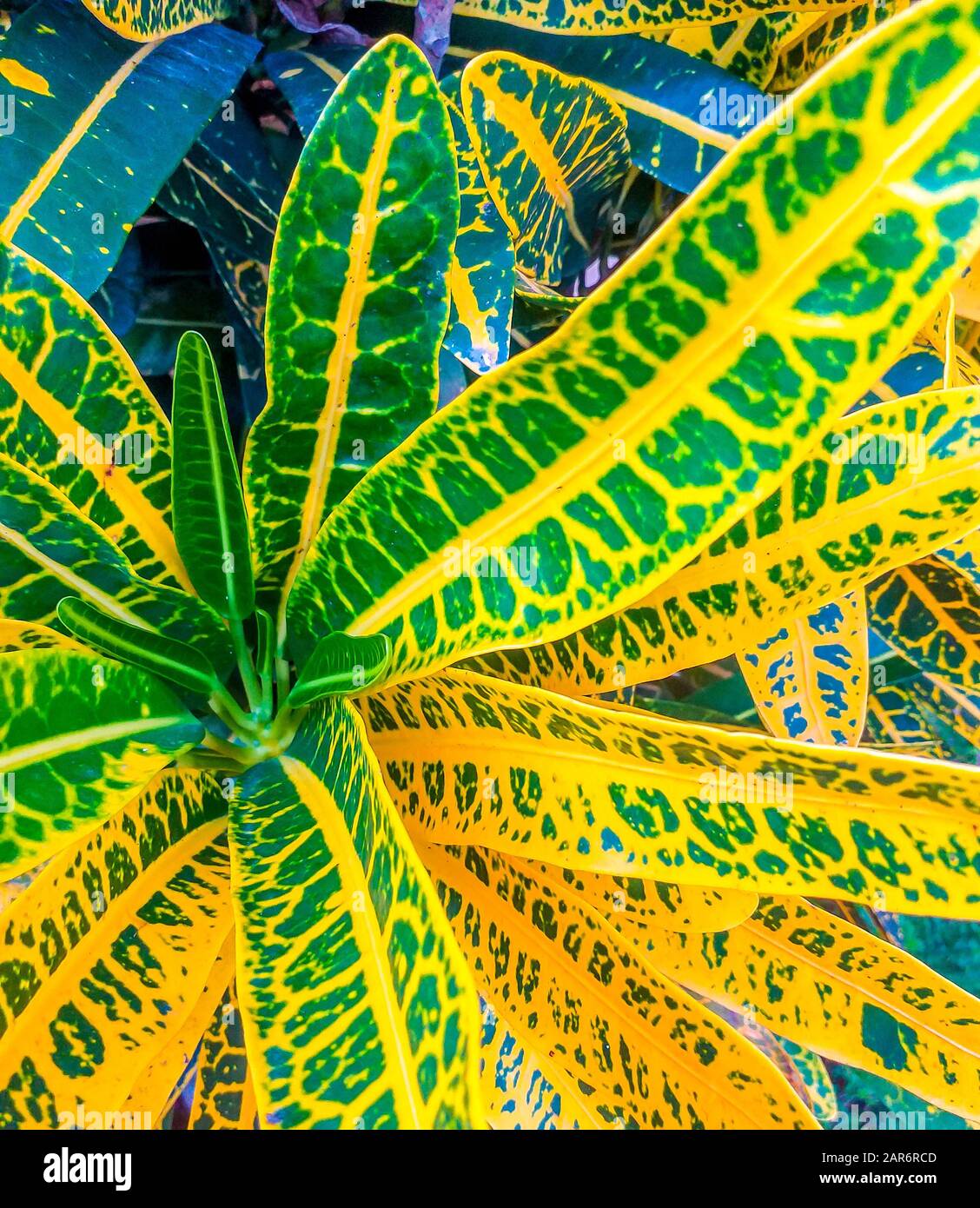 Beautiful color of Croton leaves Stock Photo - Alamy