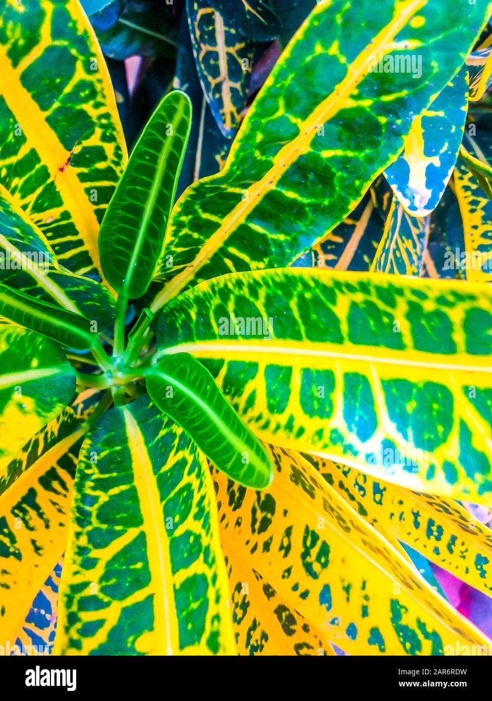 Beautiful color of Croton leaves Stock Photo - Alamy