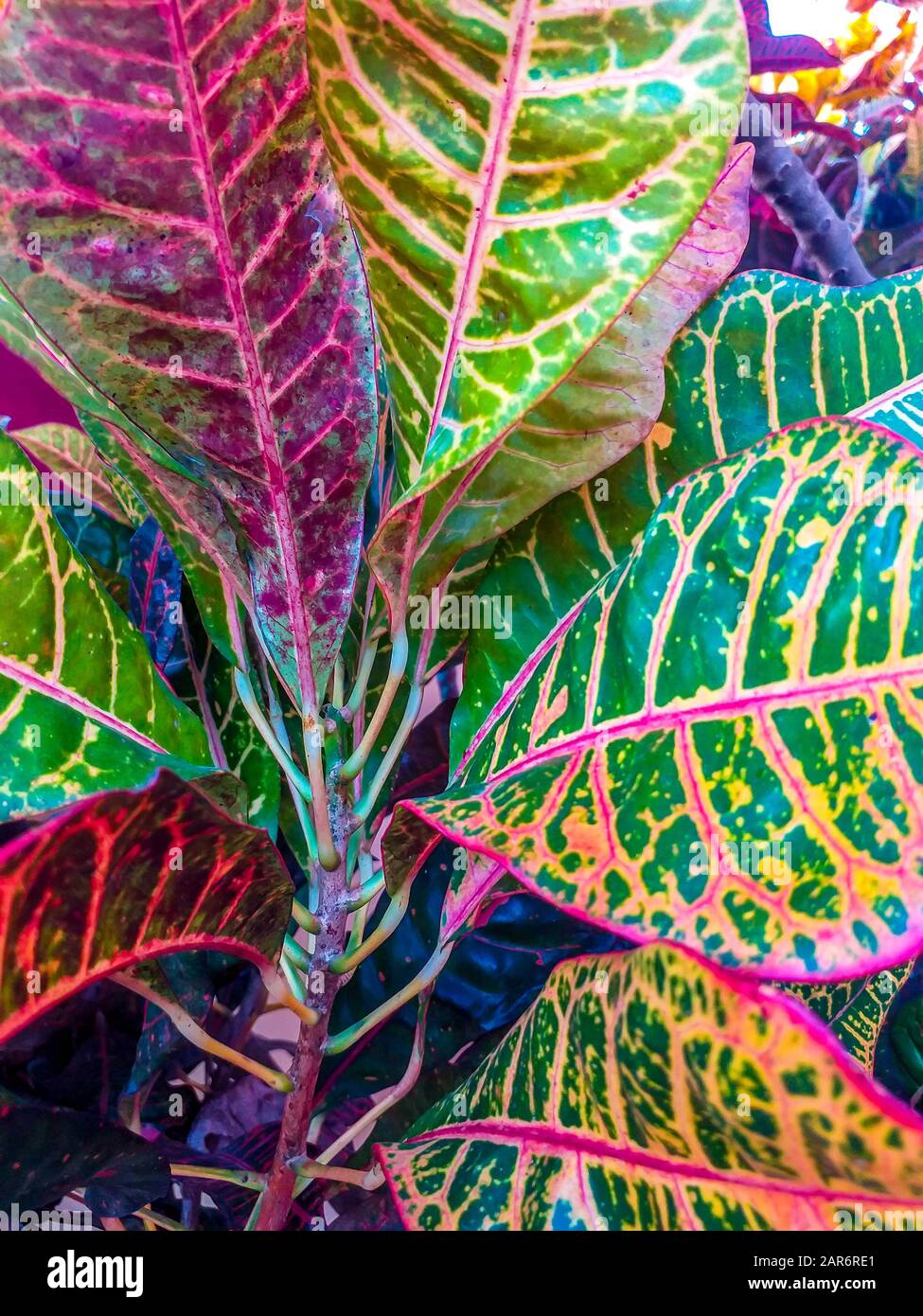 Beautiful color of Croton leaves Stock Photo - Alamy