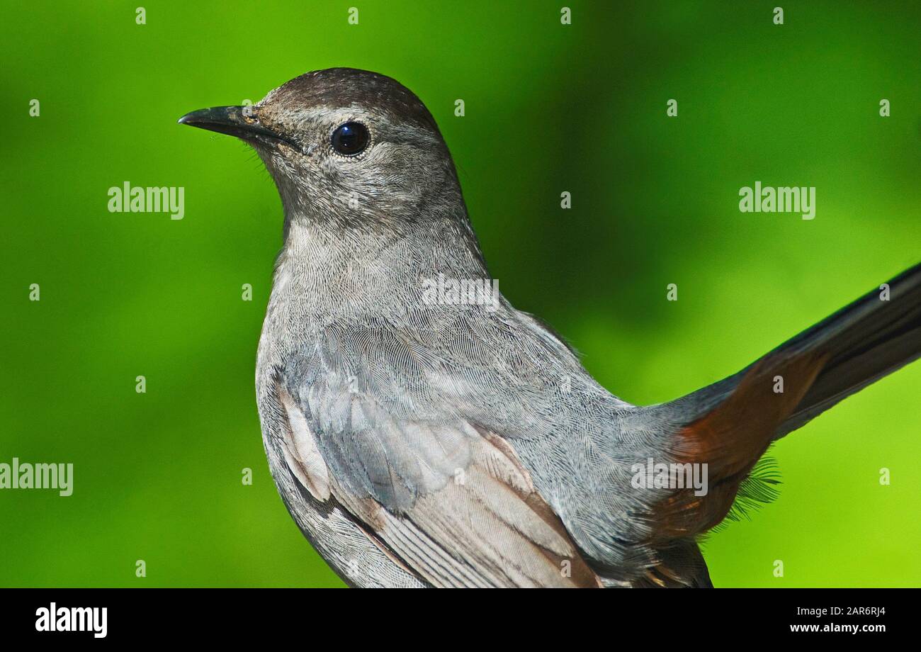 Gray songbirds hi-res stock photography and images - Alamy