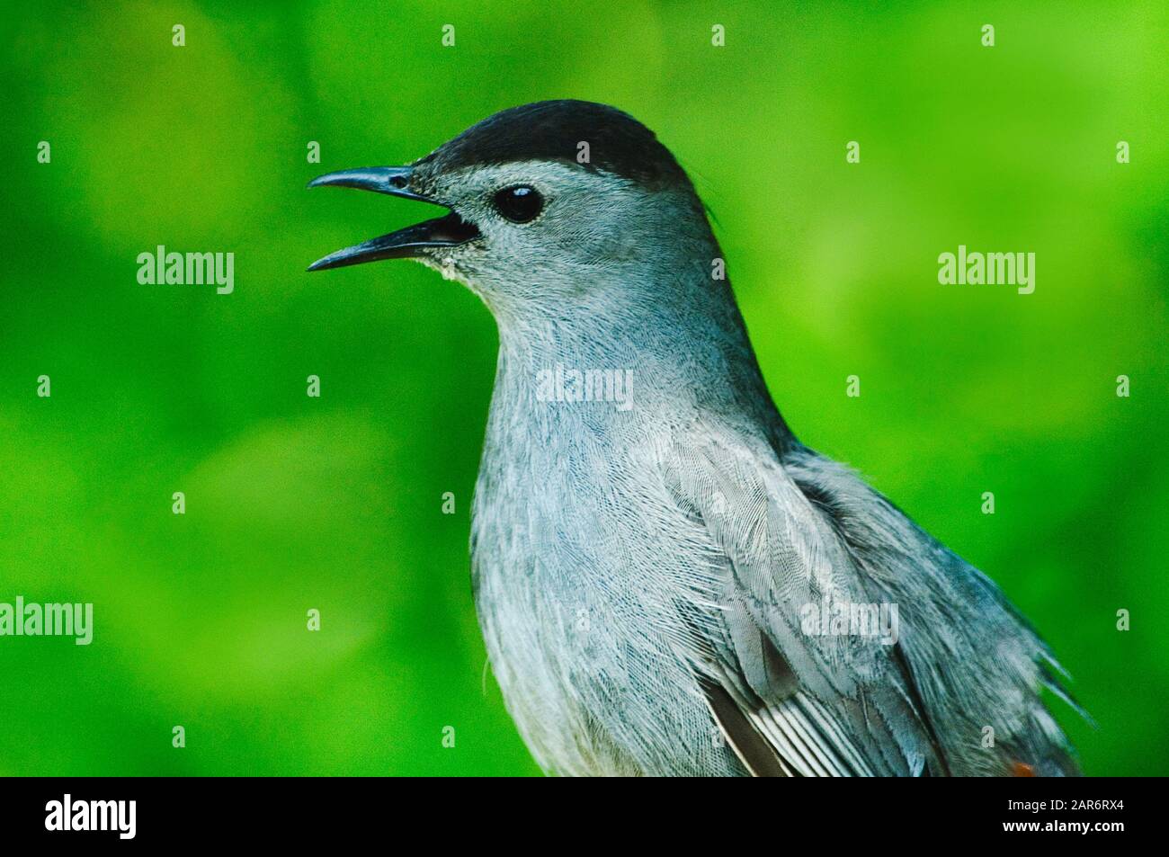 Gray catbird singing up close Stock Photo - Alamy