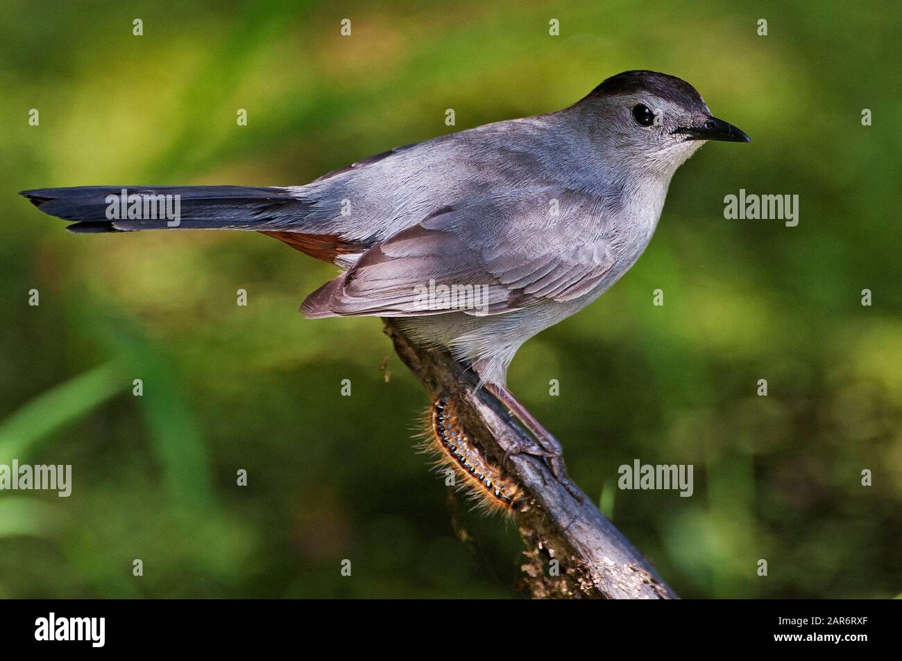Gray catbird up close Stock Photo - Alamy