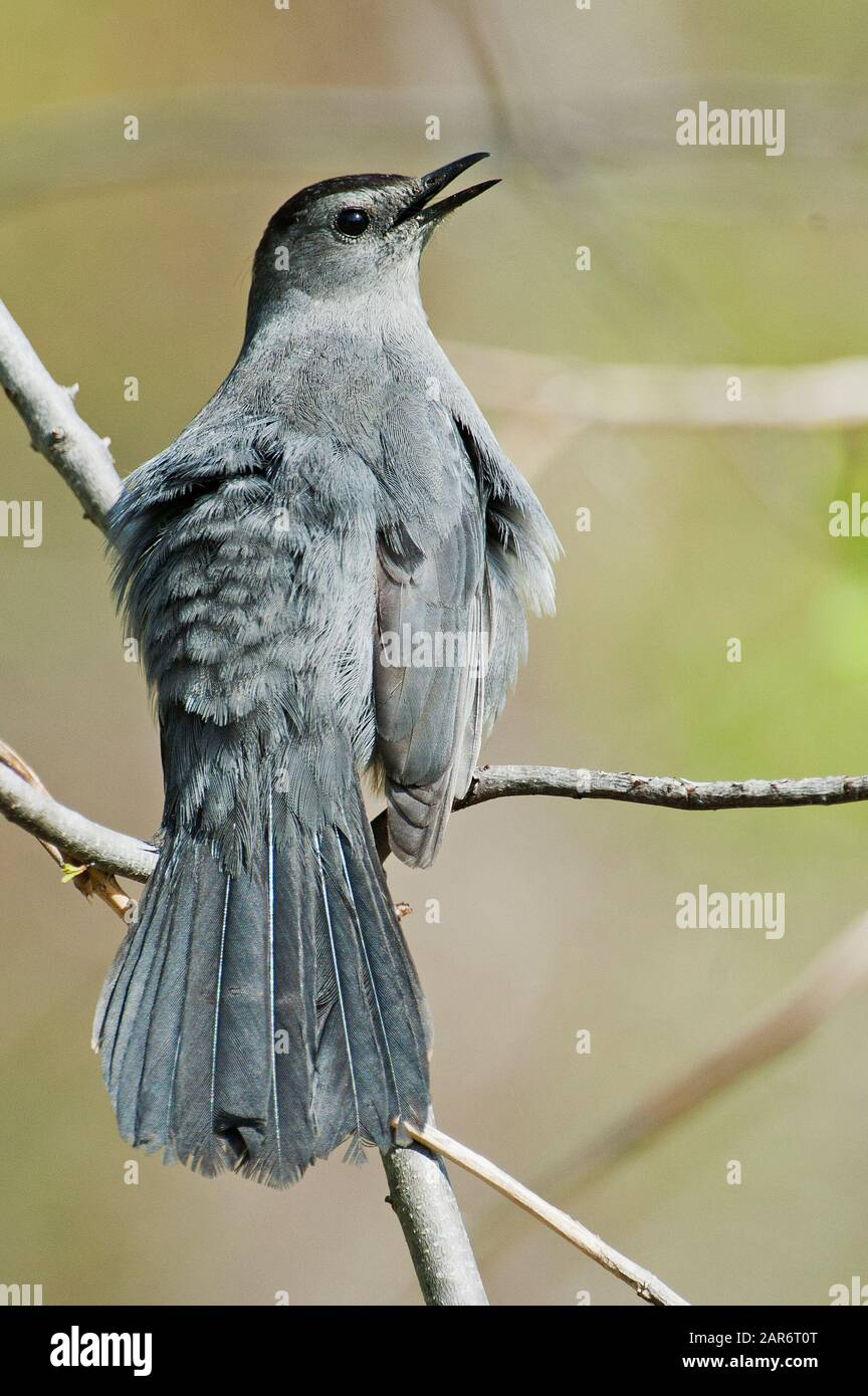 Gray catbird singing on perch Stock Photo - Alamy