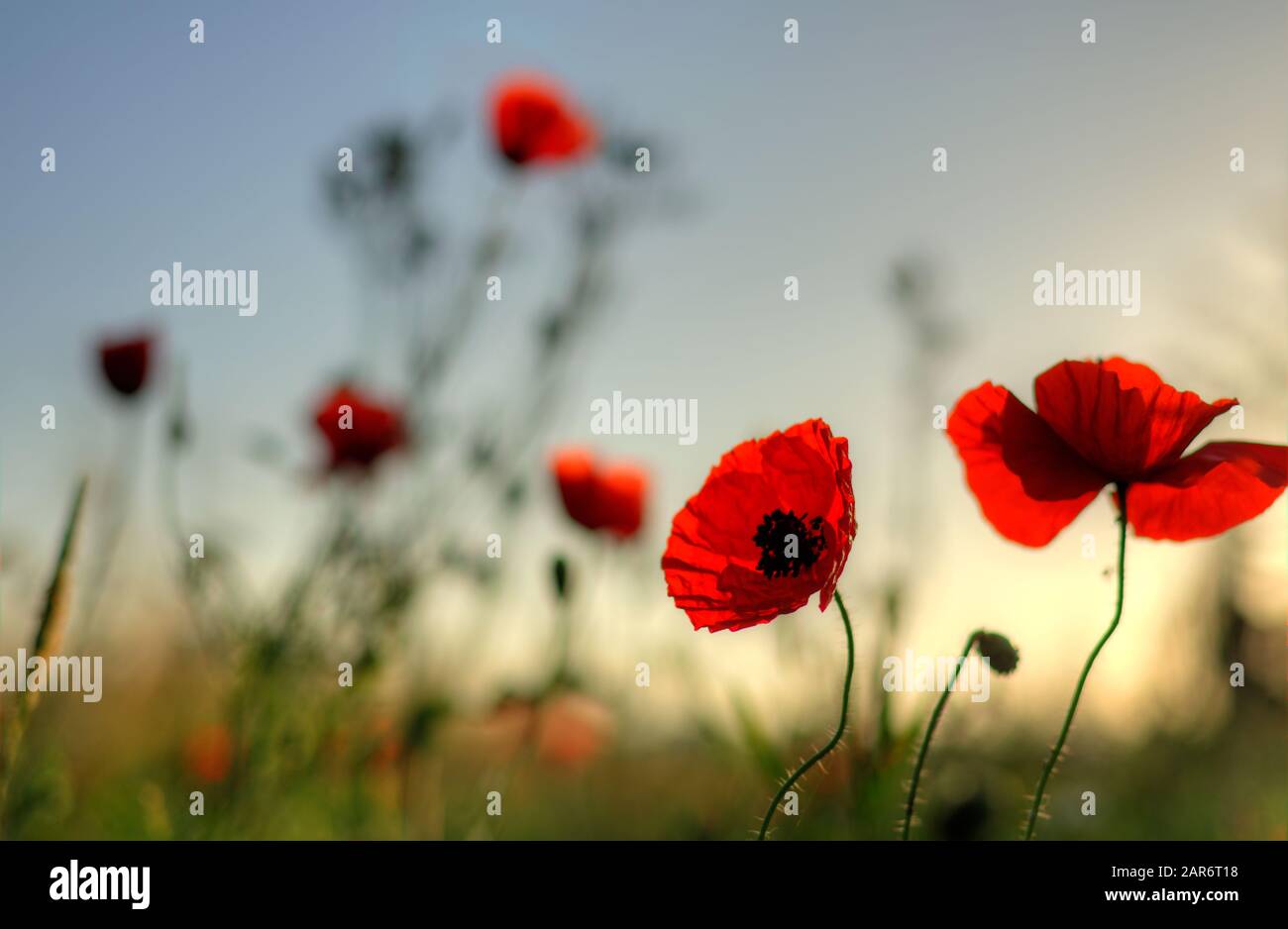 Poppy field hi-res stock photography and images - Alamy