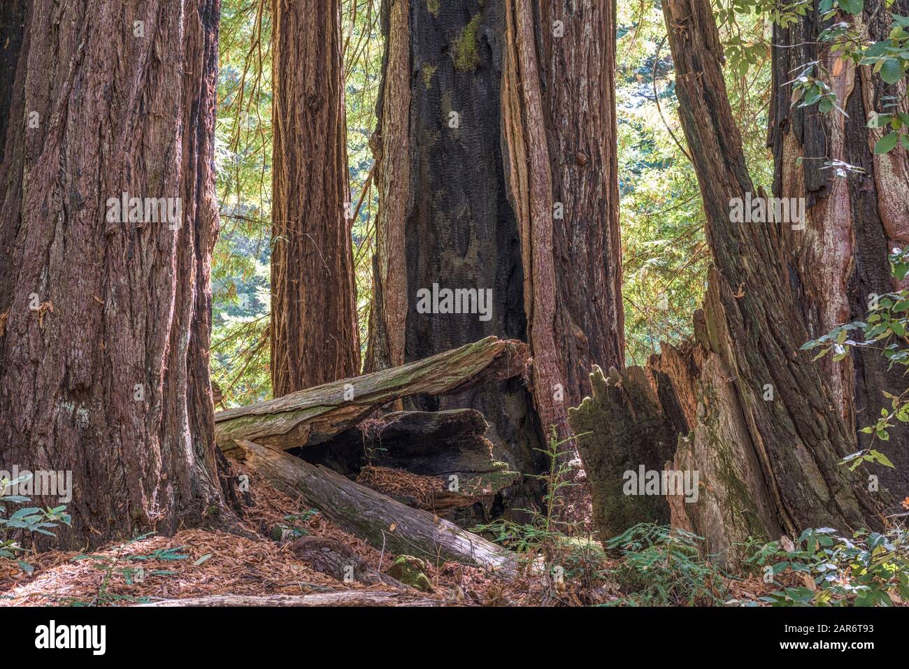 Big Basin Redwoods State Park. Santa Cruz county, California, USA Stock ...
