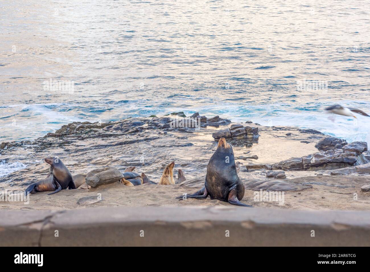 Group of seals hi-res stock photography and images - Alamy