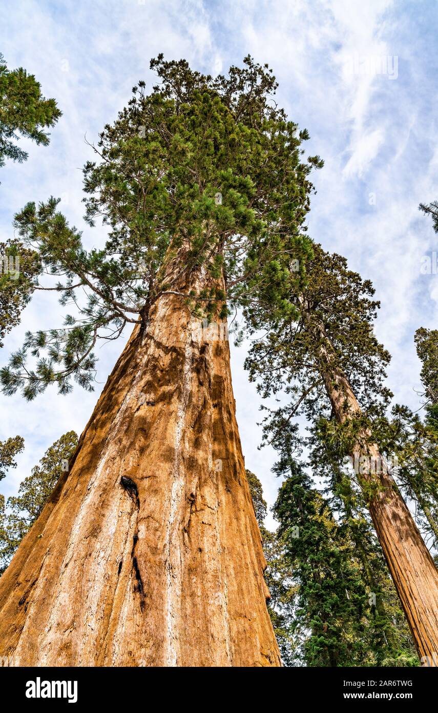 Giant forest hi-res stock photography and images - Alamy