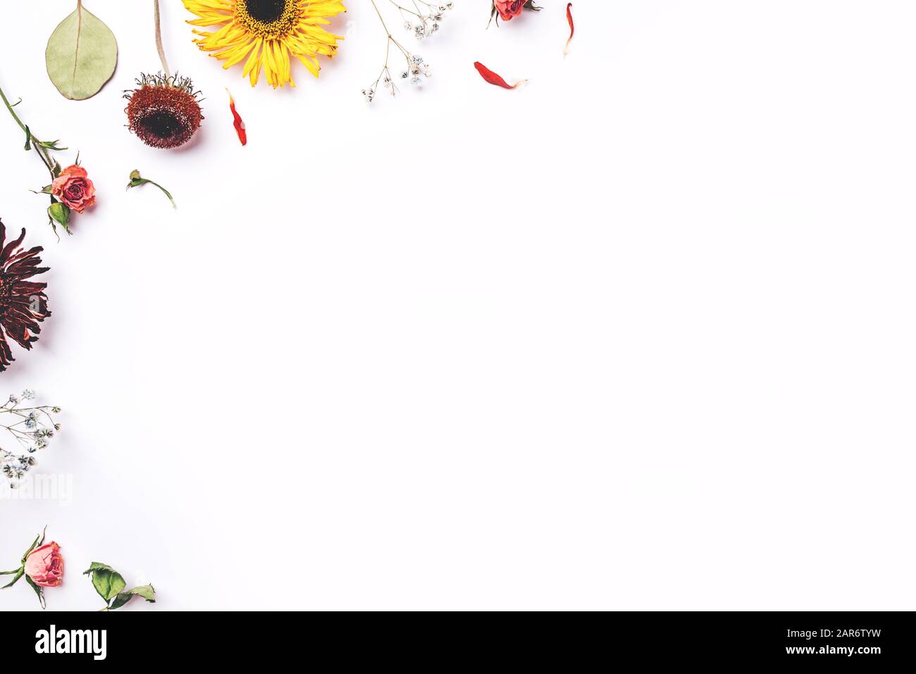Frame of dry flowers on white background Stock Photo - Alamy